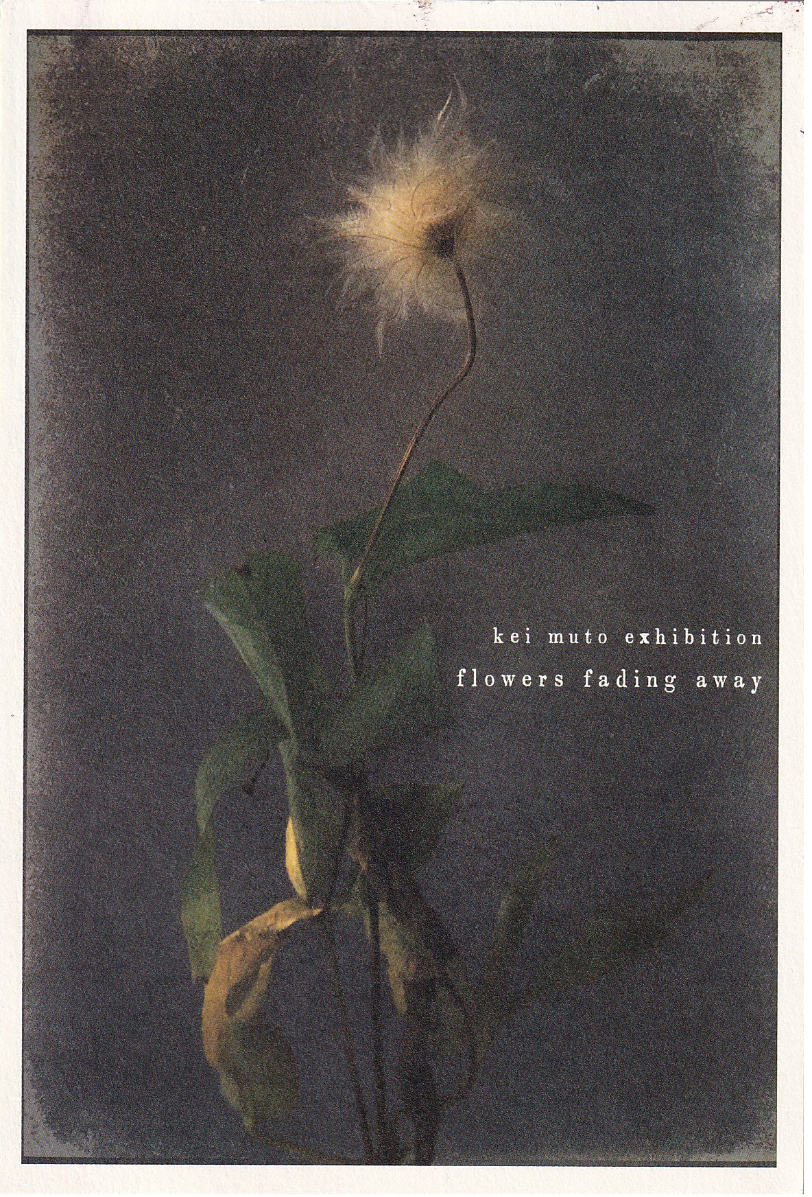 kei muto - 金丸真株式会社